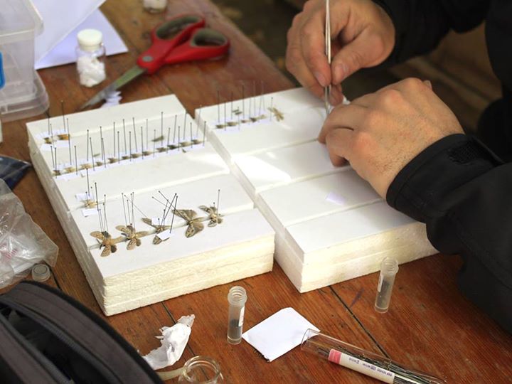 Montaje de lepidópteros | Museo Nacional de Historia Natural