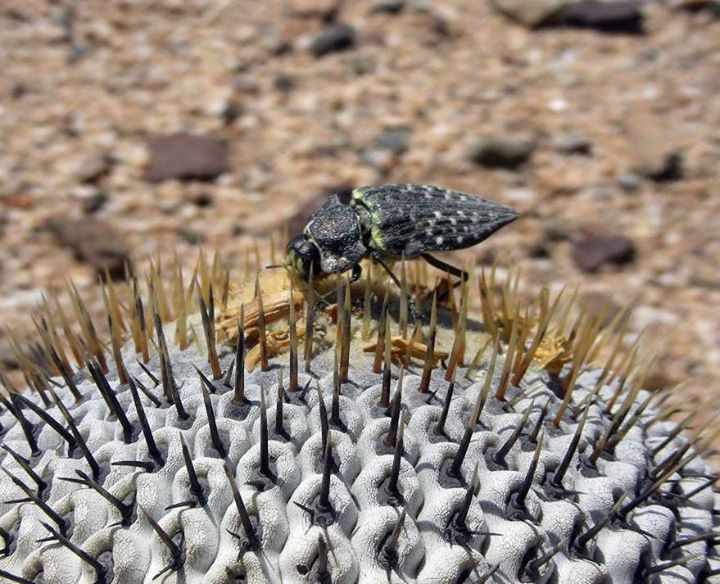 Charles Darwin e insectos chilenos | Museo Nacional de Historia Natural