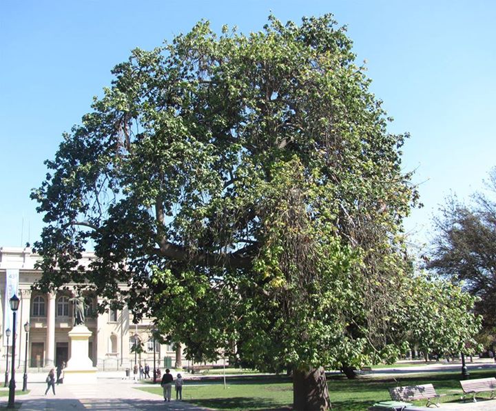 Fiesta del árbol en la Quinta Normal | Museo Nacional de Historia Natural