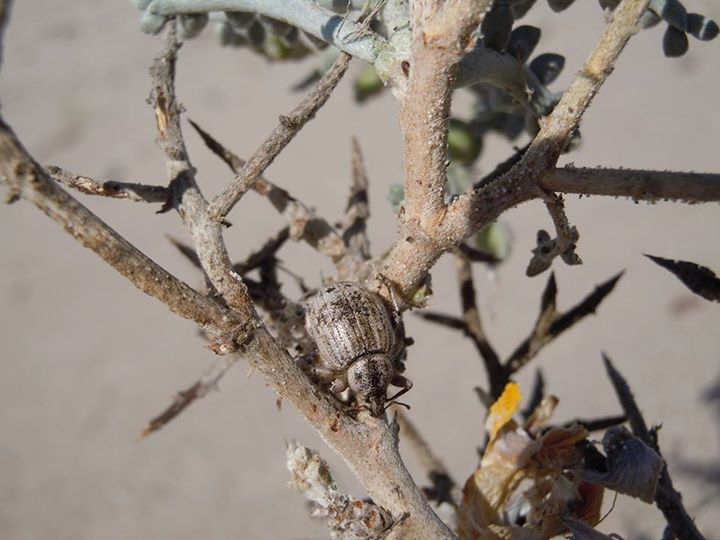 Día de la Diversidad Biológica e insectos de Chile | Museo Nacional de ...