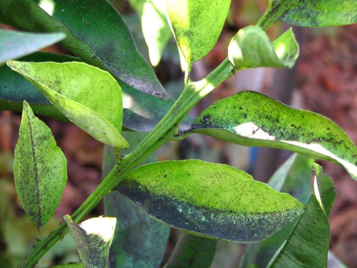 El origen de la fumagina: interacción entre plantas, insectos y hongos ...