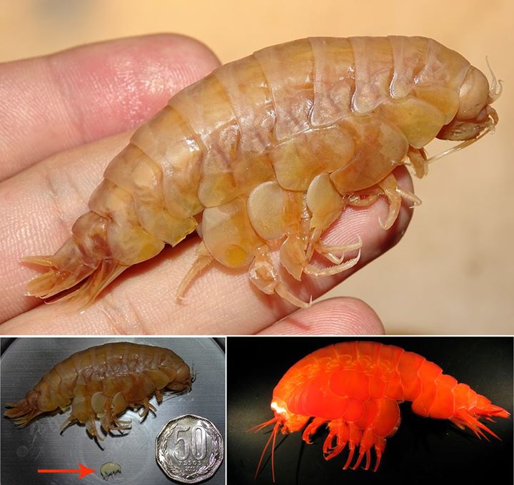 Los anfípodos gigantes de la fosa de Atacama | Museo Nacional de ...