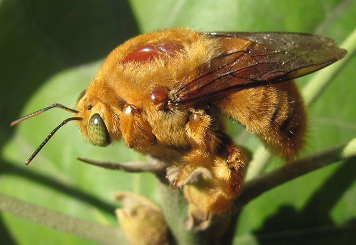 Xylocopa augusti | Museo Nacional de Historia Natural