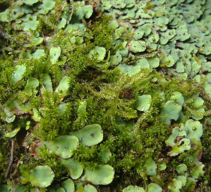 El árbol de la vida de las plantas hepáticas | Museo Nacional de ...