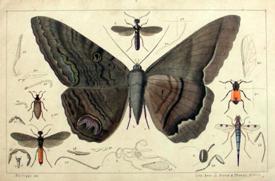 El trabajo de Rodulfo A. Philippi: del blanco y negro a la copia a ...