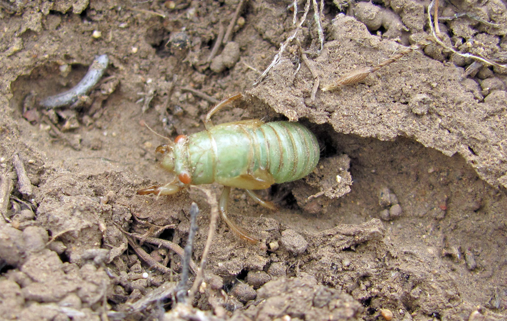 Cantando al sol... como la cigarra | Museo Nacional de Historia Natural