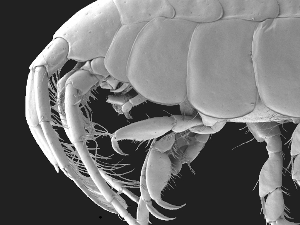 La larga historia de una nueva especie de pulga de mar (tercera parte y ...