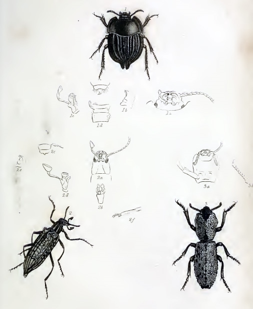 Acerca del escarabajo que se usa como joya viva en México | Museo ...