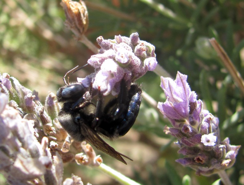 ¡Abeja y carpintera! | Museo Nacional de Historia Natural