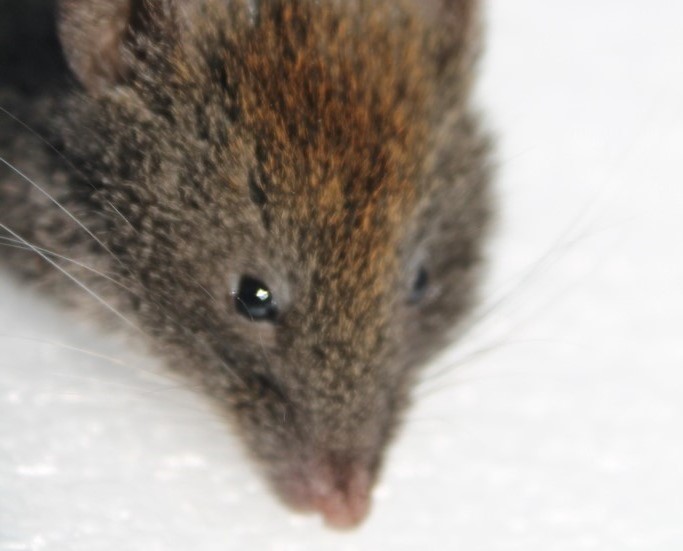 Revelando la identidad de la laucha de pelo largo (Abrothrix longipilis ...