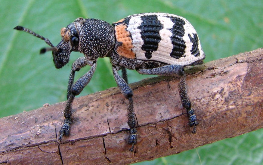 ¿Por qué son tan diversos los insectos? | Museo Nacional de Historia ...