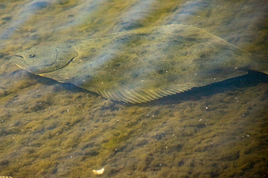 Peces excepcionales III: Los lenguados | Museo Nacional de Historia Natural