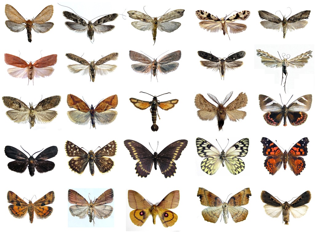 Lepidópteros: origen y diversidad | Museo Nacional de Historia Natural