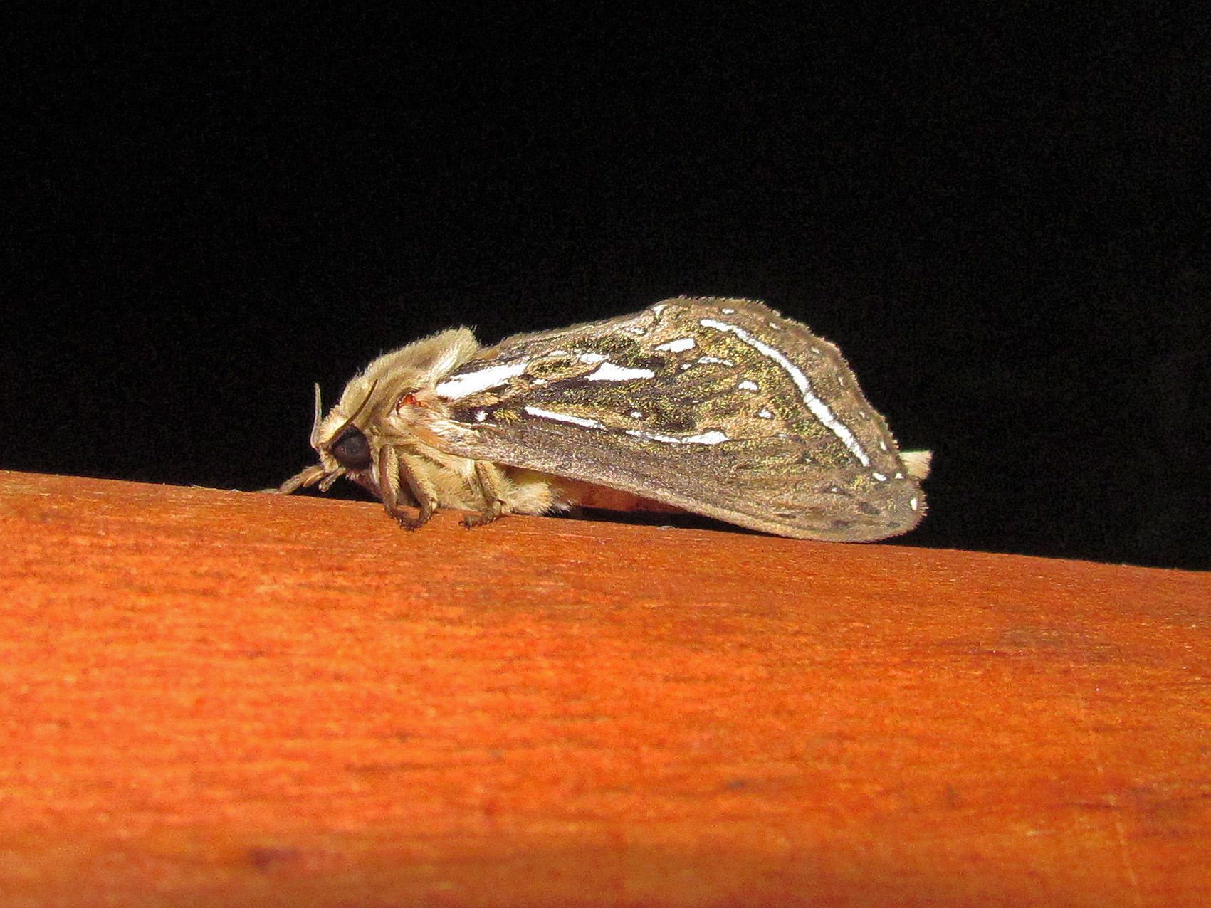 ¿Por qué estudiar las estructuras genitales de los lepidópteros ...