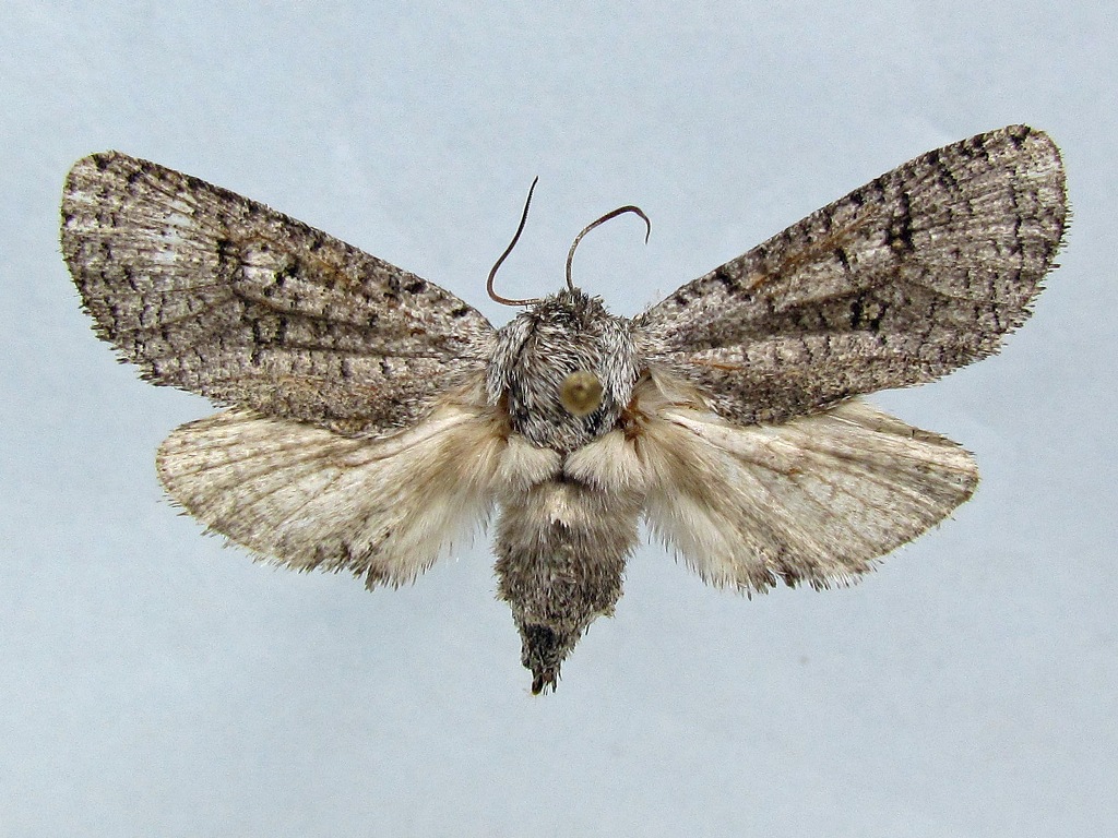 El gusano del tebo, la ansiada carnada | Museo Nacional de Historia Natural