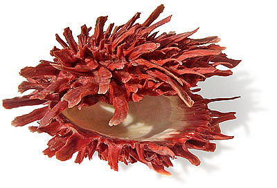 El Mullu | Museo Nacional de Historia Natural