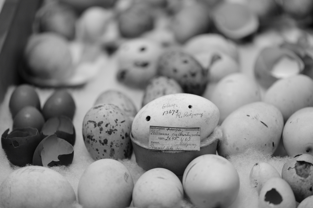 Áreas del MNHN | Museo Nacional de Historia Natural