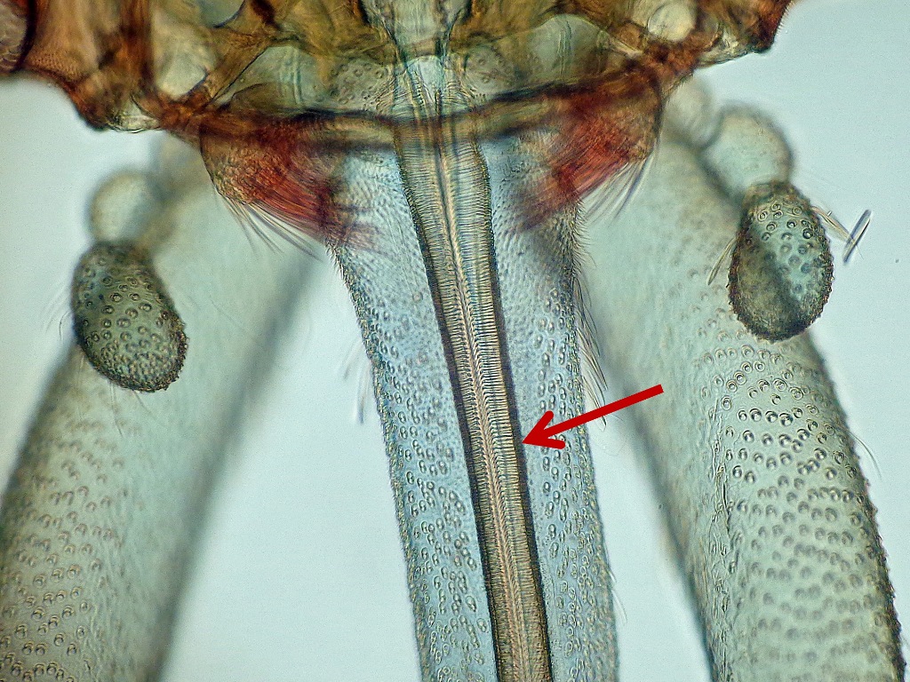 La probóscide de los lepidópteros | Museo Nacional de Historia Natural