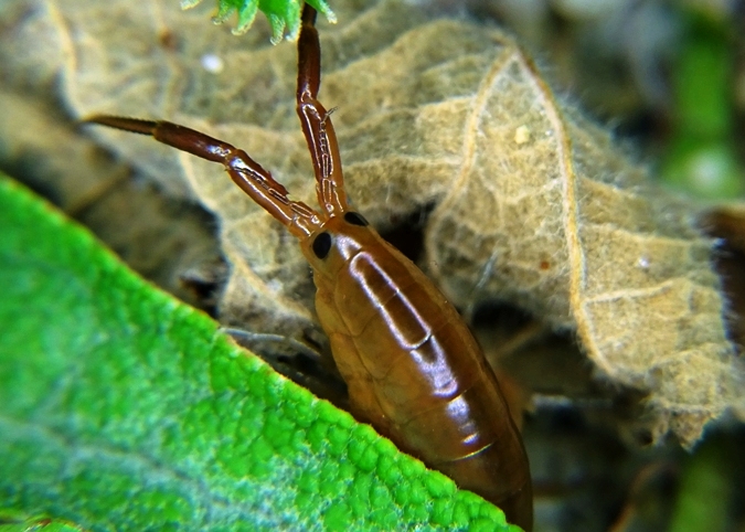 Reflexiones sobre los anfípodos que conquistaron (¿y volverán a ...