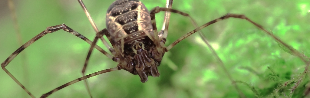 Los poco conocidos opiliones de los bosques del sur | Museo Nacional de ...