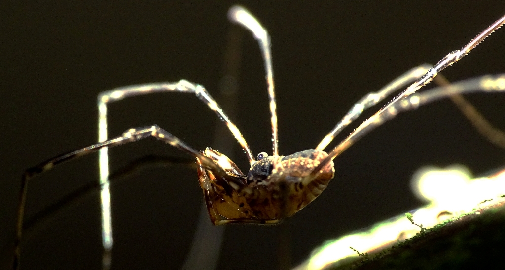 Opiliones de Chile, a propósito de una colecta en Osorno | Museo ...
