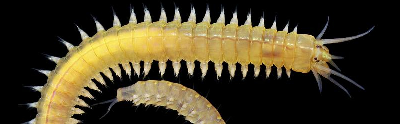 La colección de Poliquetos del MNHN | Museo Nacional de Historia Natural