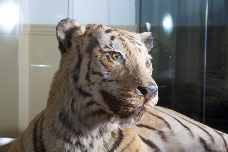 ¿Cuál es la diferencia entre embalsamar y taxidermizar? | Museo ...