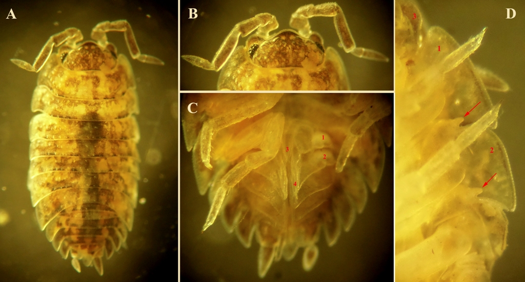 Problemas de identificación en chanchitos de tierra de humedales ...