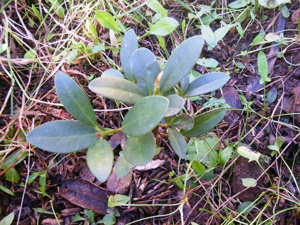 Árboles Urbanos VI: Queule | Museo Nacional de Historia Natural