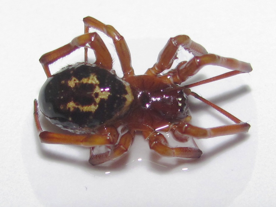 Steatoda nobilis, araña introducida en Chile | Museo Nacional de ...