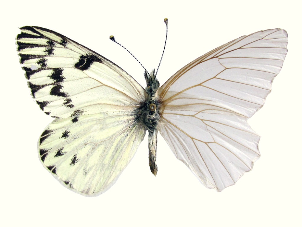 Las escamas de los lepidópteros | Museo Nacional de Historia Natural