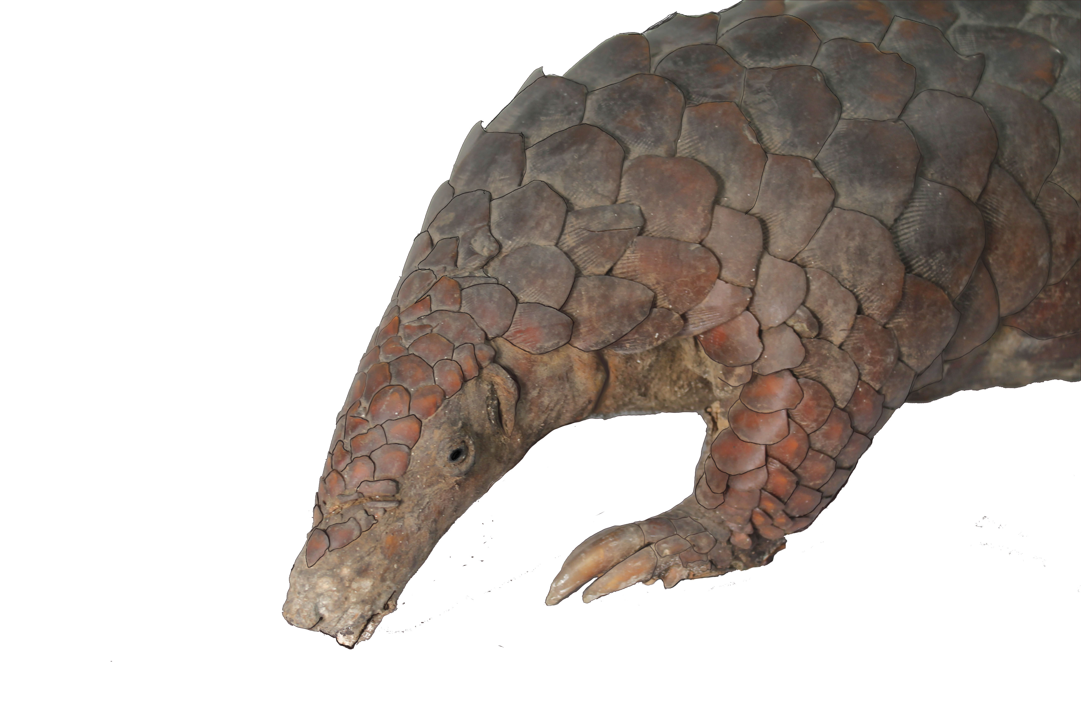 El Pangolín: Un mamífero que se hace conocido por el COVID-19 | Museo ...