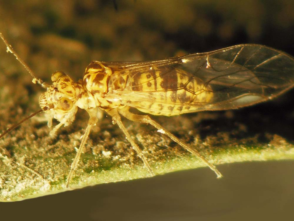Los desconocidos psocópteros | Museo Nacional de Historia Natural