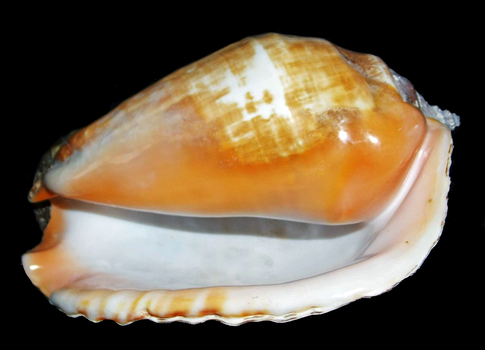 El Pututu | Museo Nacional de Historia Natural