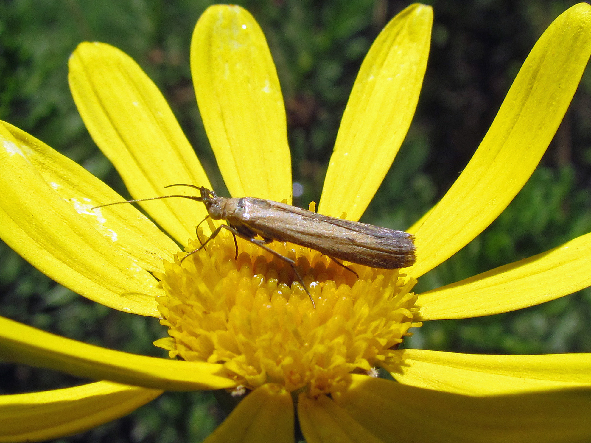 Las polillas pirálidas | Museo Nacional de Historia Natural