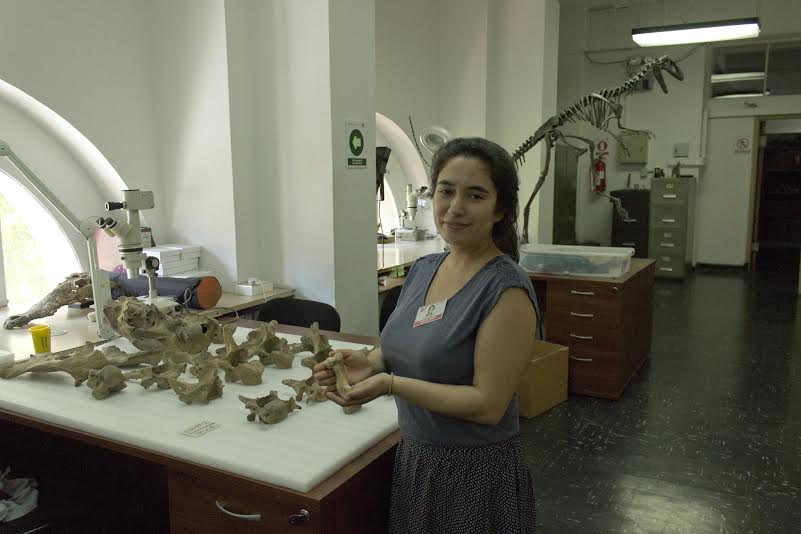 Una nueva foca fósil para Chile: Australophoca changorum | Museo ...