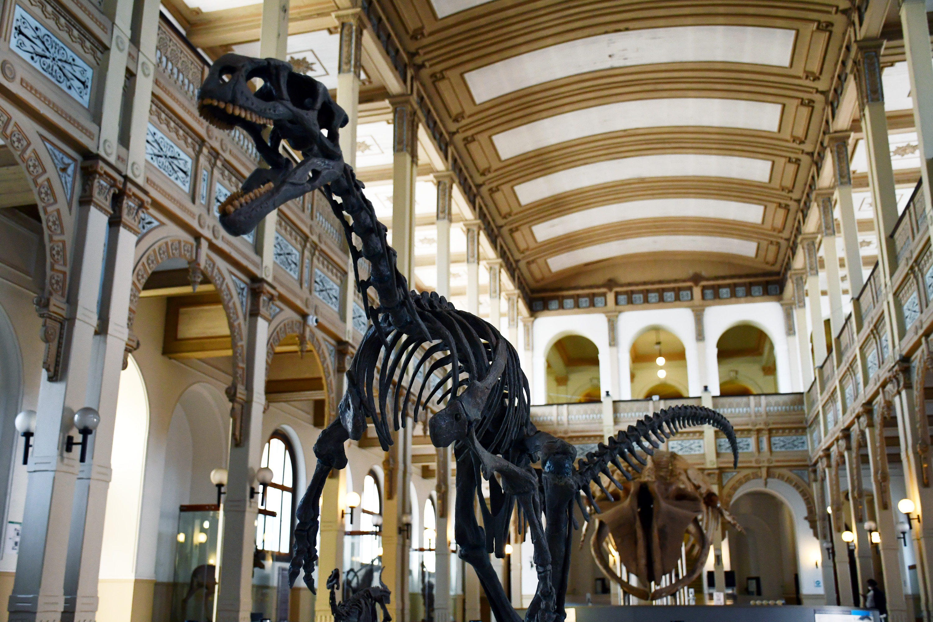 Esqueletos de Chilesaurus diegosuarezi | Museo Nacional de Historia Natural