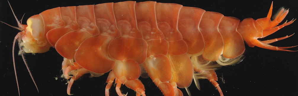 ¡El anfípodo carroñero de la fosa de Atacama ya tiene nombre! | Museo ...