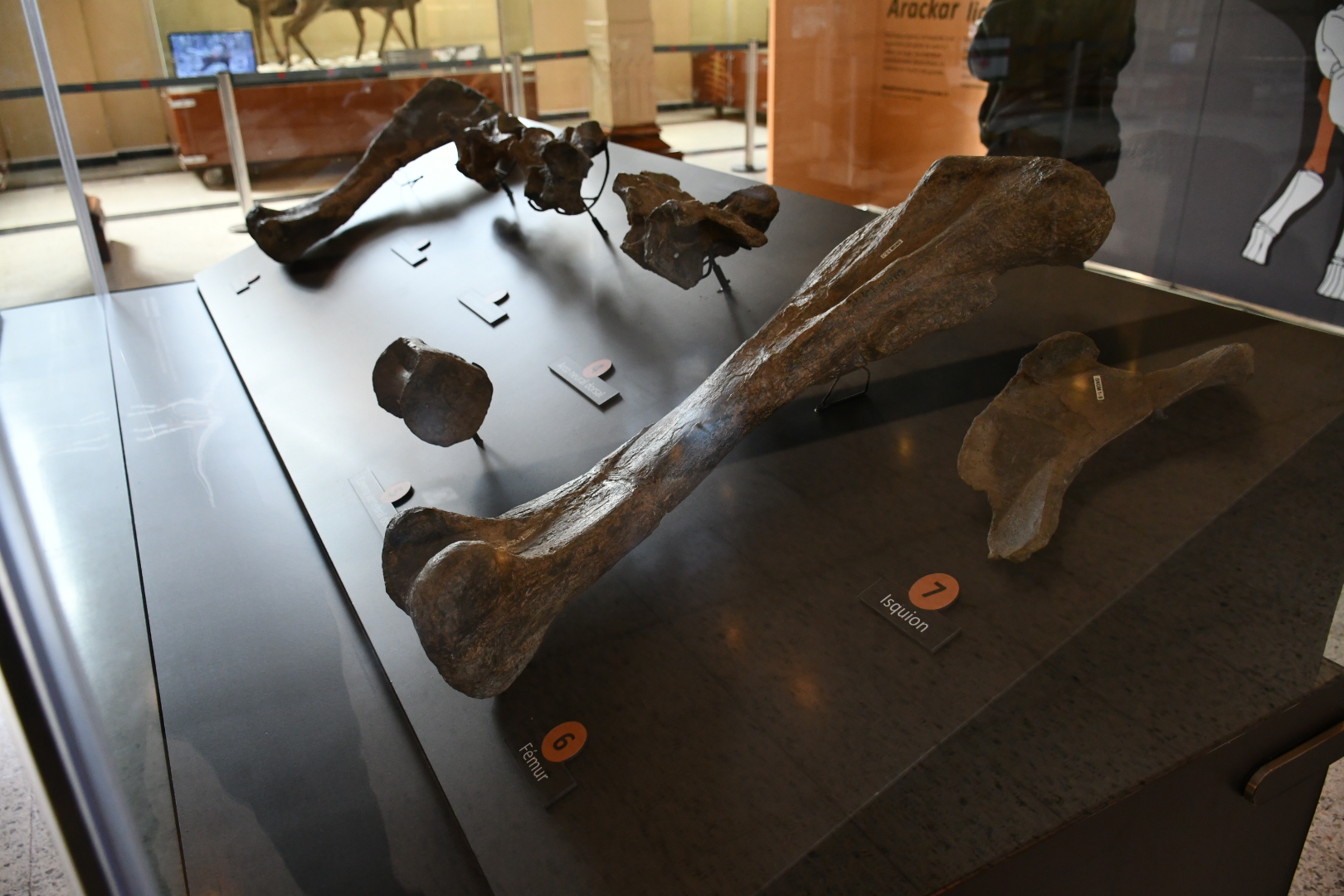 Vitrina Arackar licanantay | Museo Nacional de Historia Natural