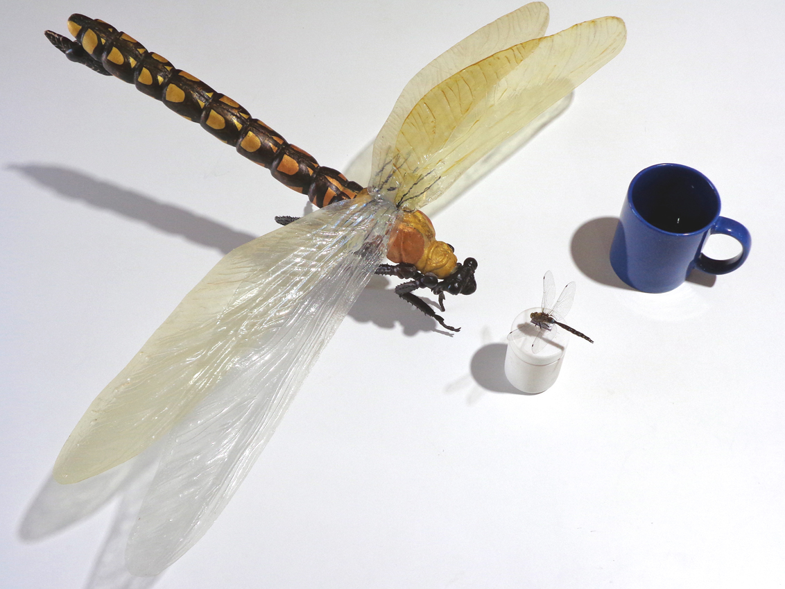 La evolución del tamaño corporal de los insectos | Museo Nacional de ...