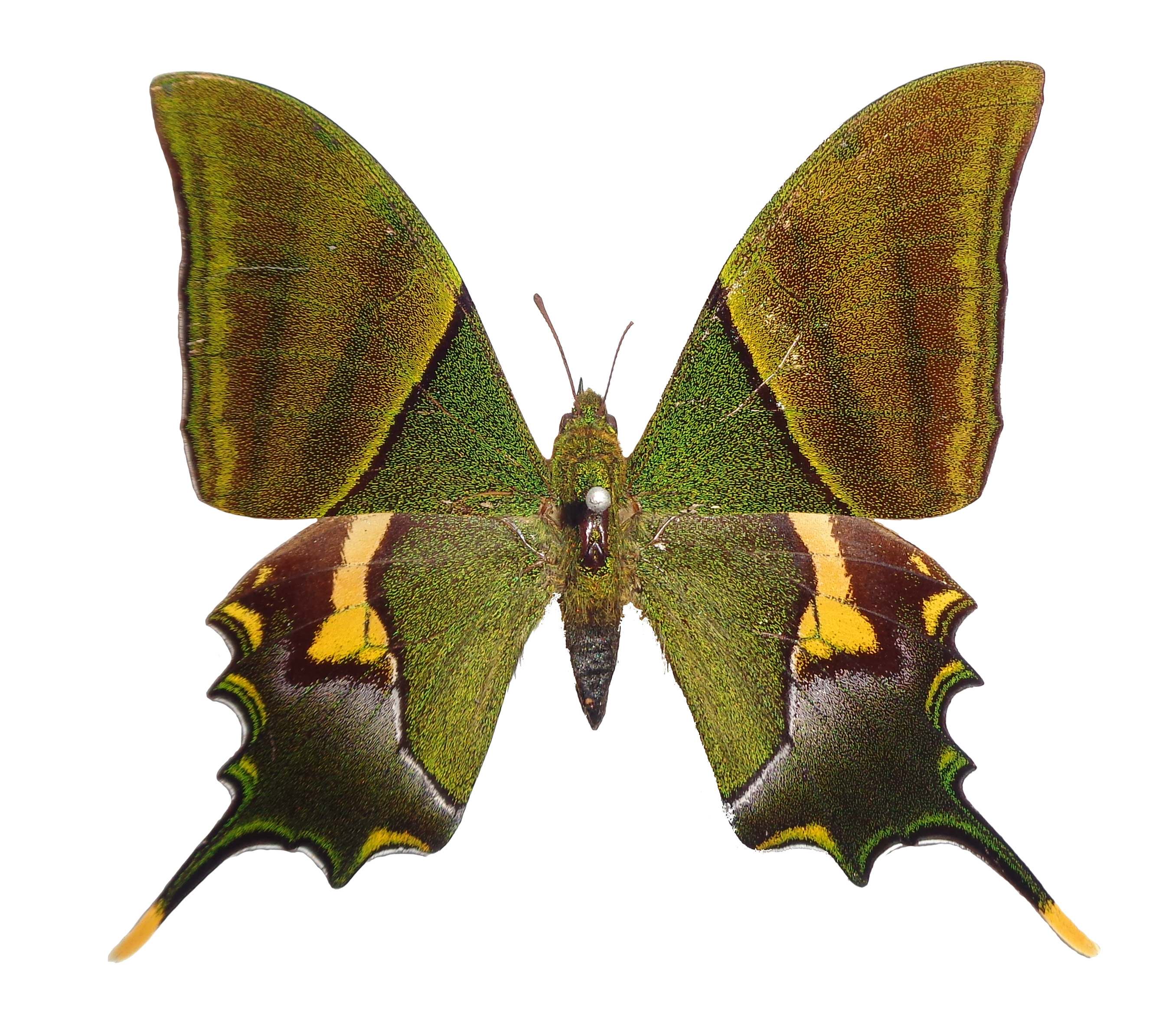 Lepidópteros exóticos II: «El emperador de la India» | Museo Nacional ...