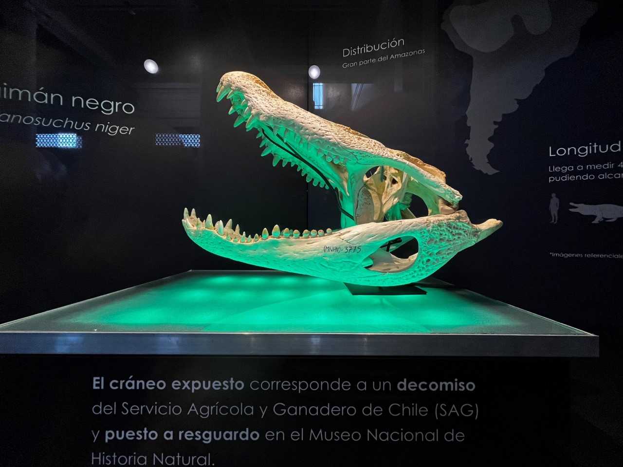 Vitrina de objeto destacado: Cráneo de caimán | Museo Nacional de ...