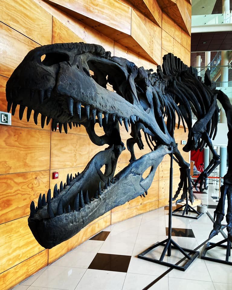 Dinosarios más allá de la extinción en Osorno | Museo Nacional de ...
