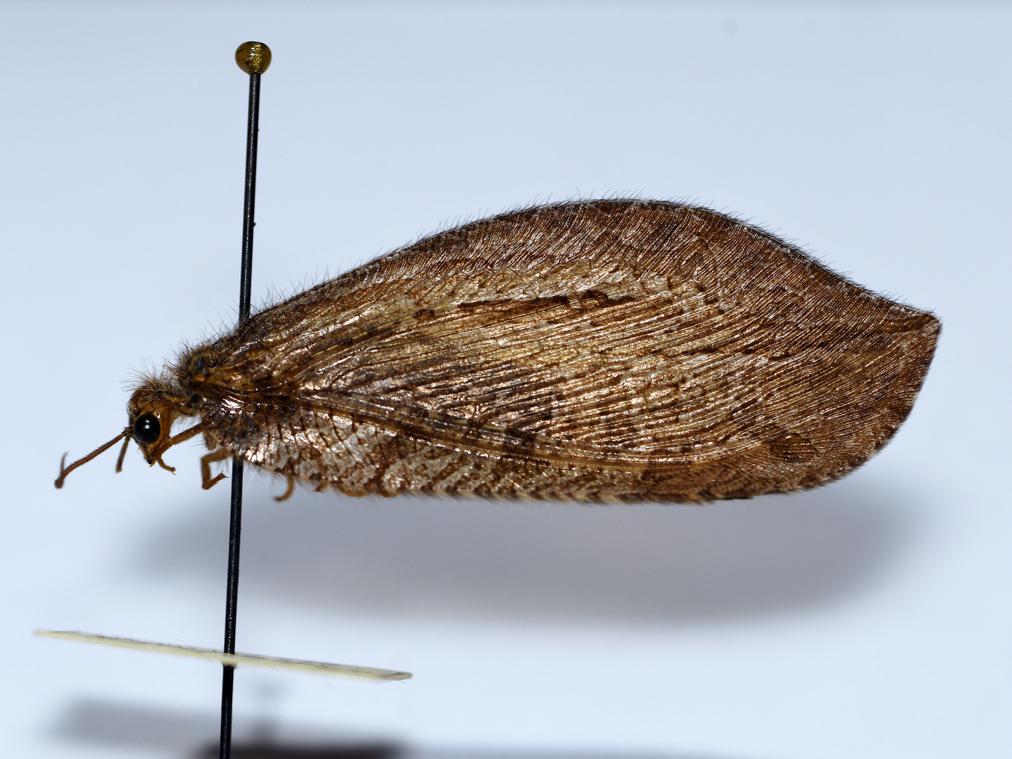 Crisopas gigantes, insectos raros de aspecto primitivo | Museo Nacional ...