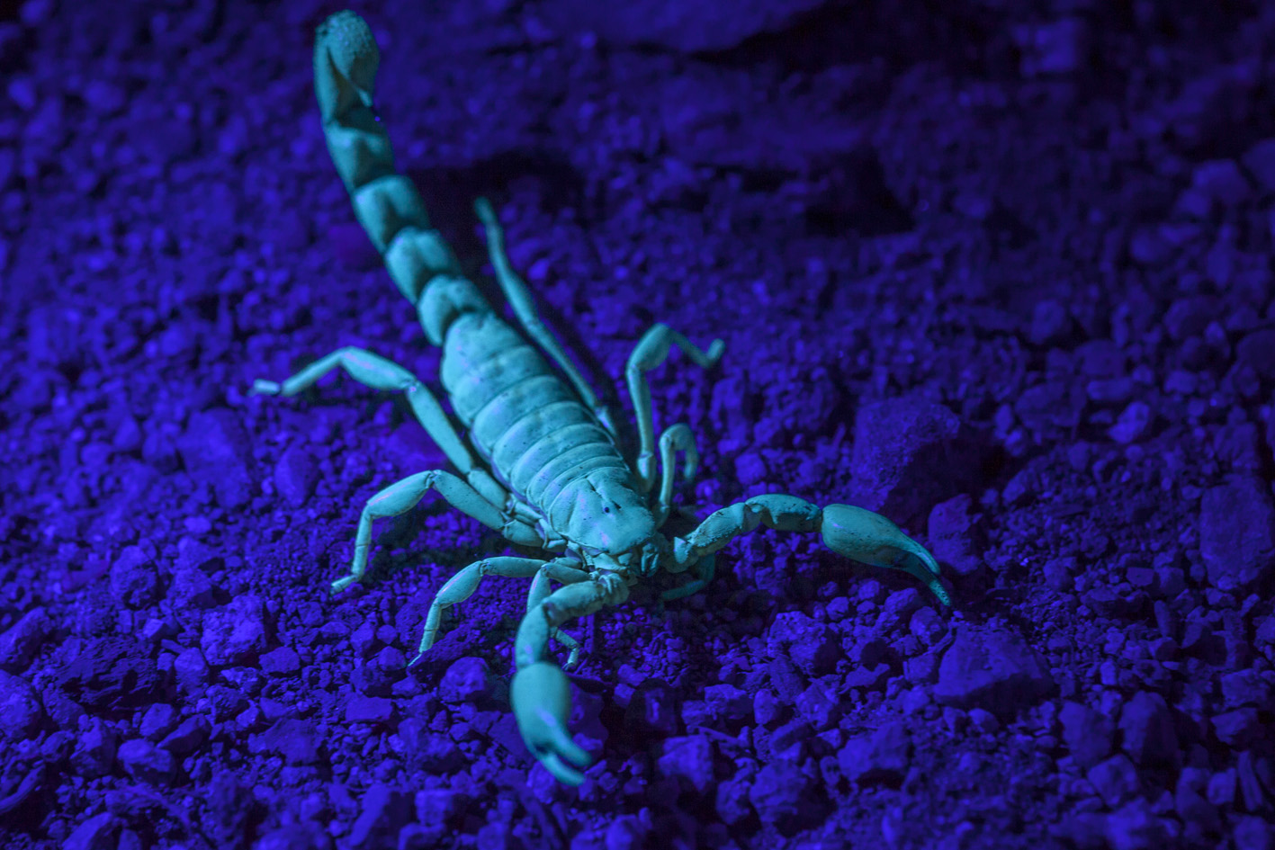 Una nueva especie de escorpión, endémica de Chile, honra a Gabriela ...