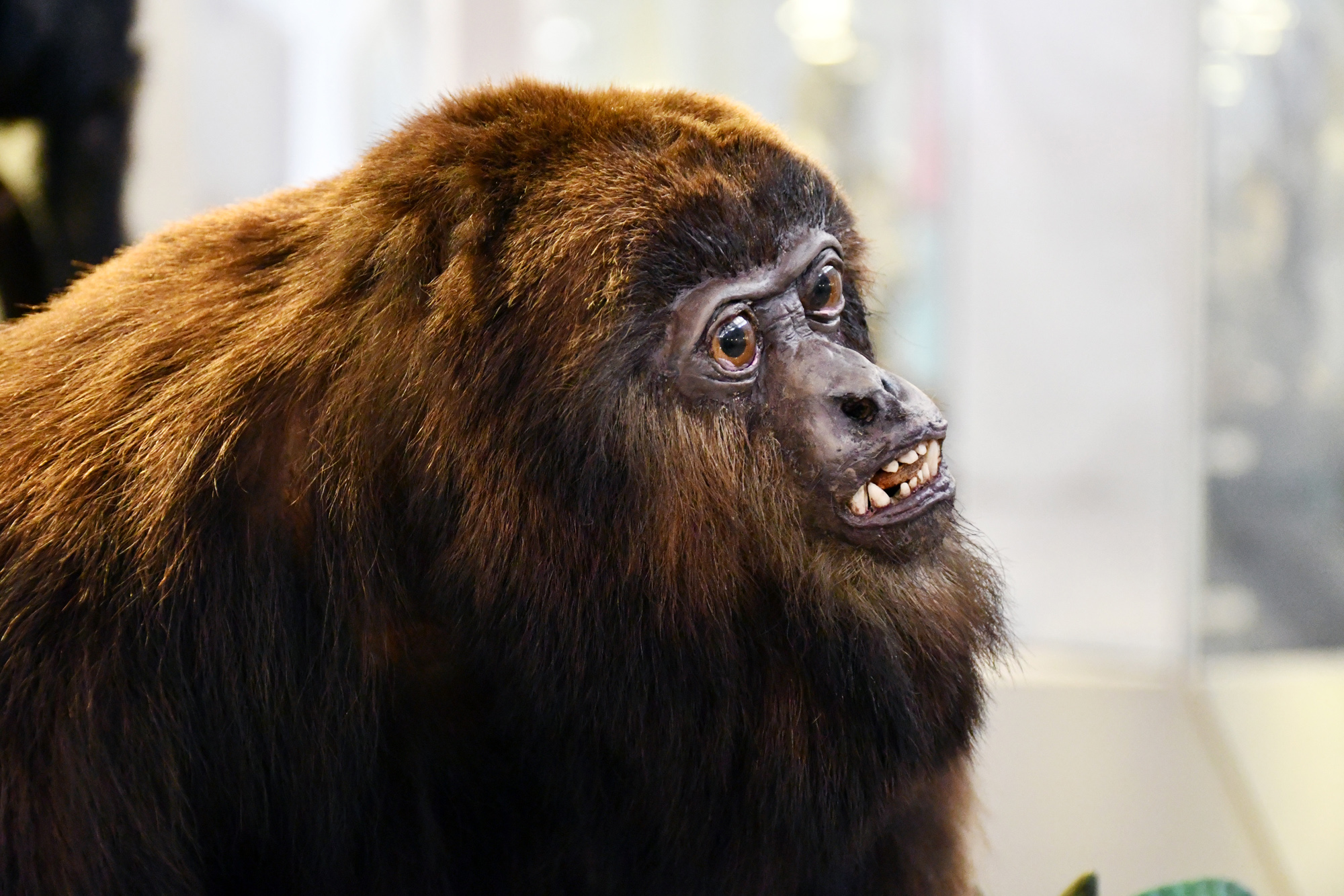 Los primates se toman el Museo Nacional de Historia Natural | Museo ...