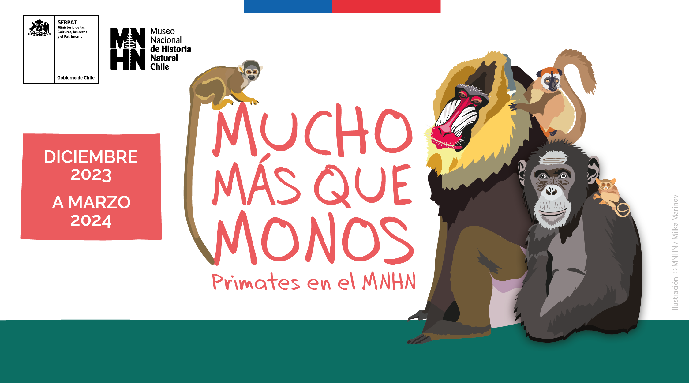 Mucho más que monos: primates en el MNHN | Museo Nacional de Historia ...