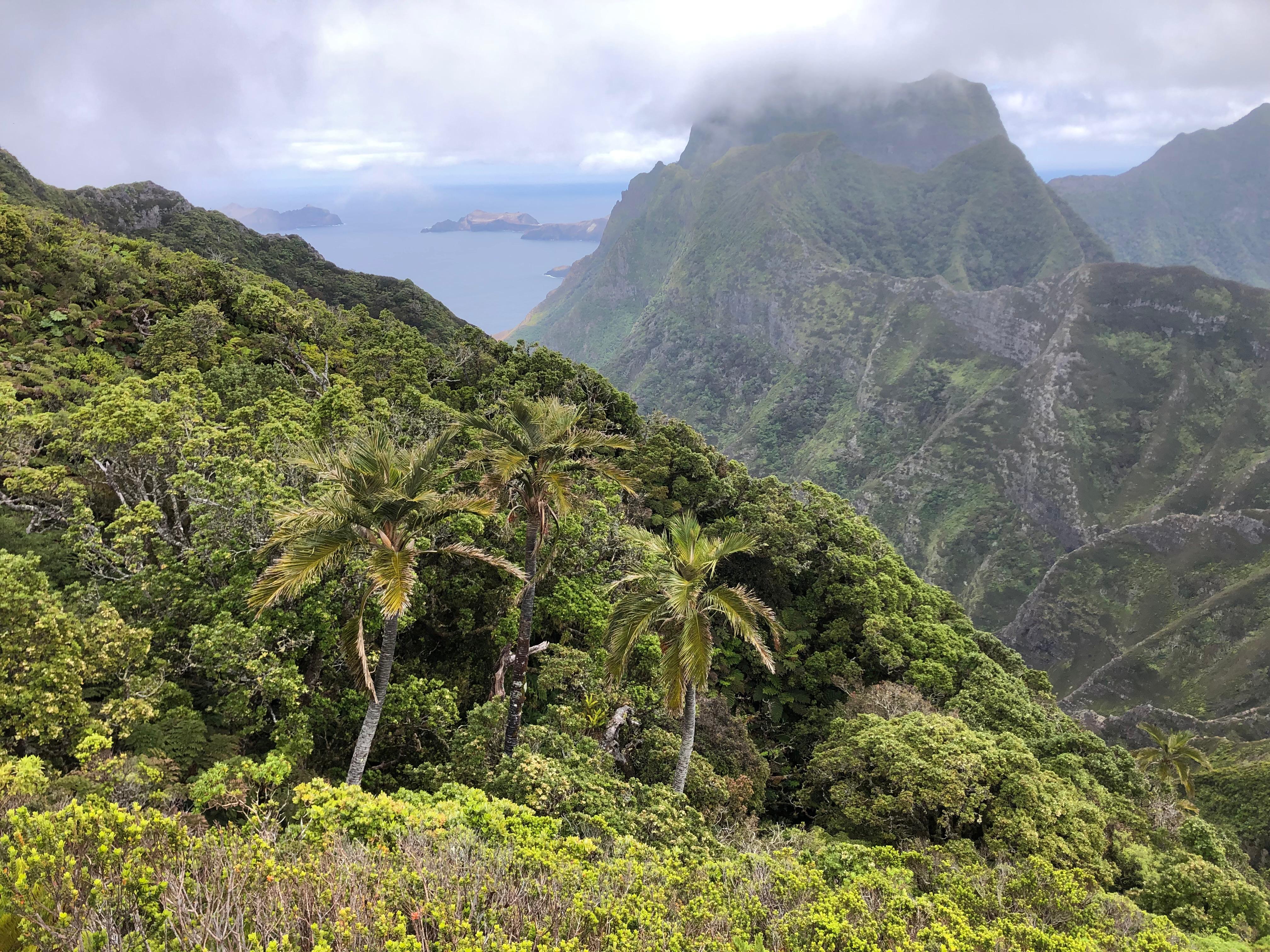 La “chonta”, usos de su madera, yema y fruto | Museo Nacional de ...