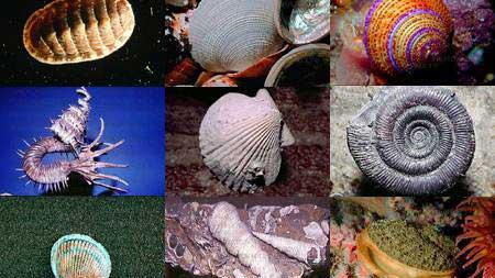 Colección de Moluscos Nicolás Weinstein | Museo Nacional de Historia ...