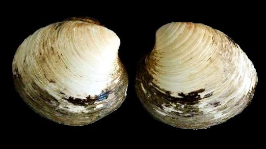 La almeja Ming- Arctica islandica (Linnaeus, 1767) ocean quahogs ...